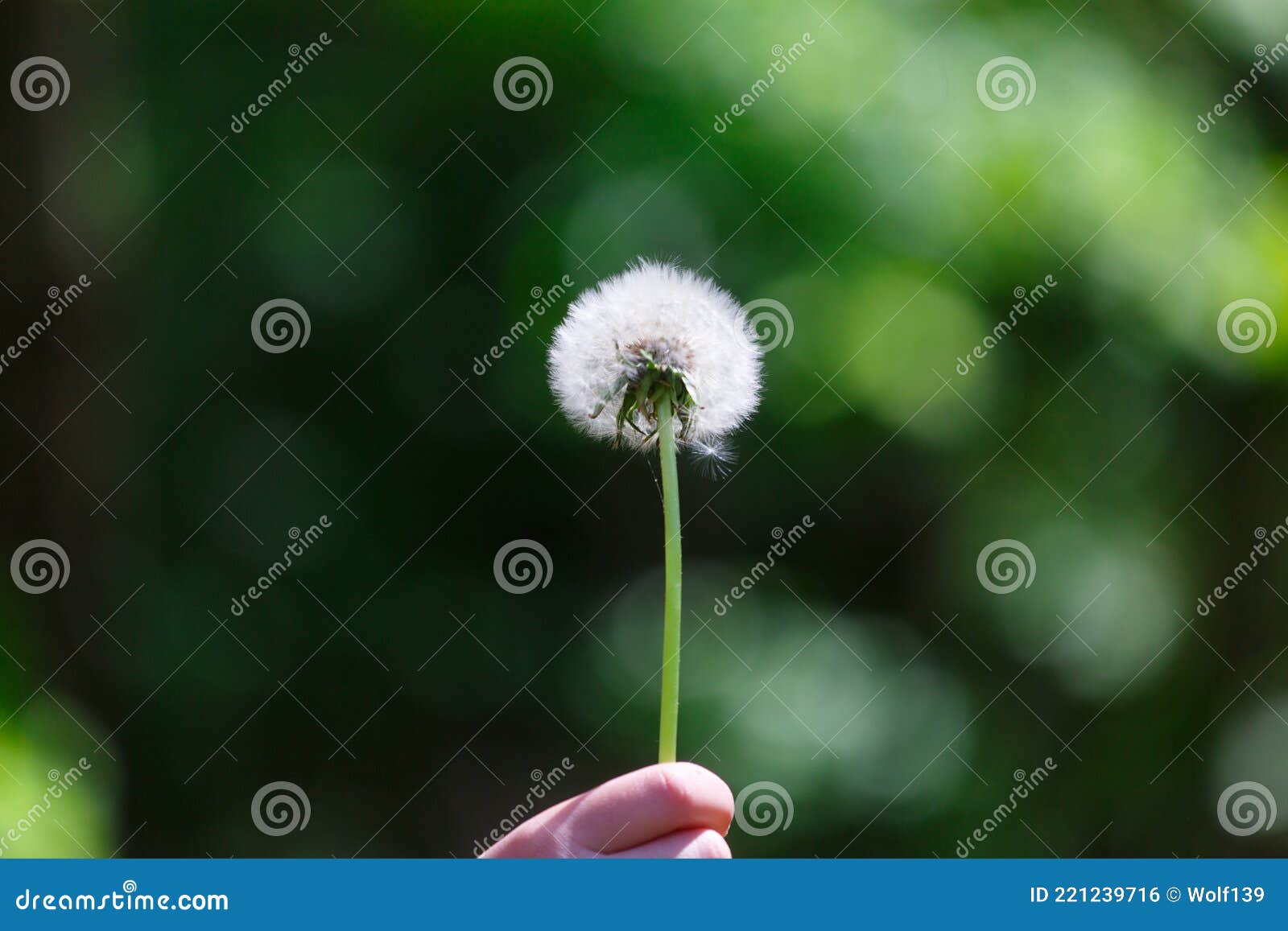 Parachutes from the White Dandelion Deflated by Child Stock Photo ...