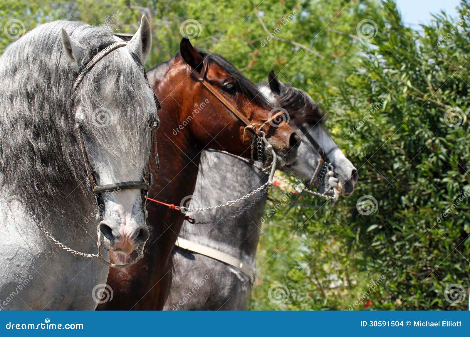 Parade Horses stock photo. Image of costumed, equestrian - 30591504