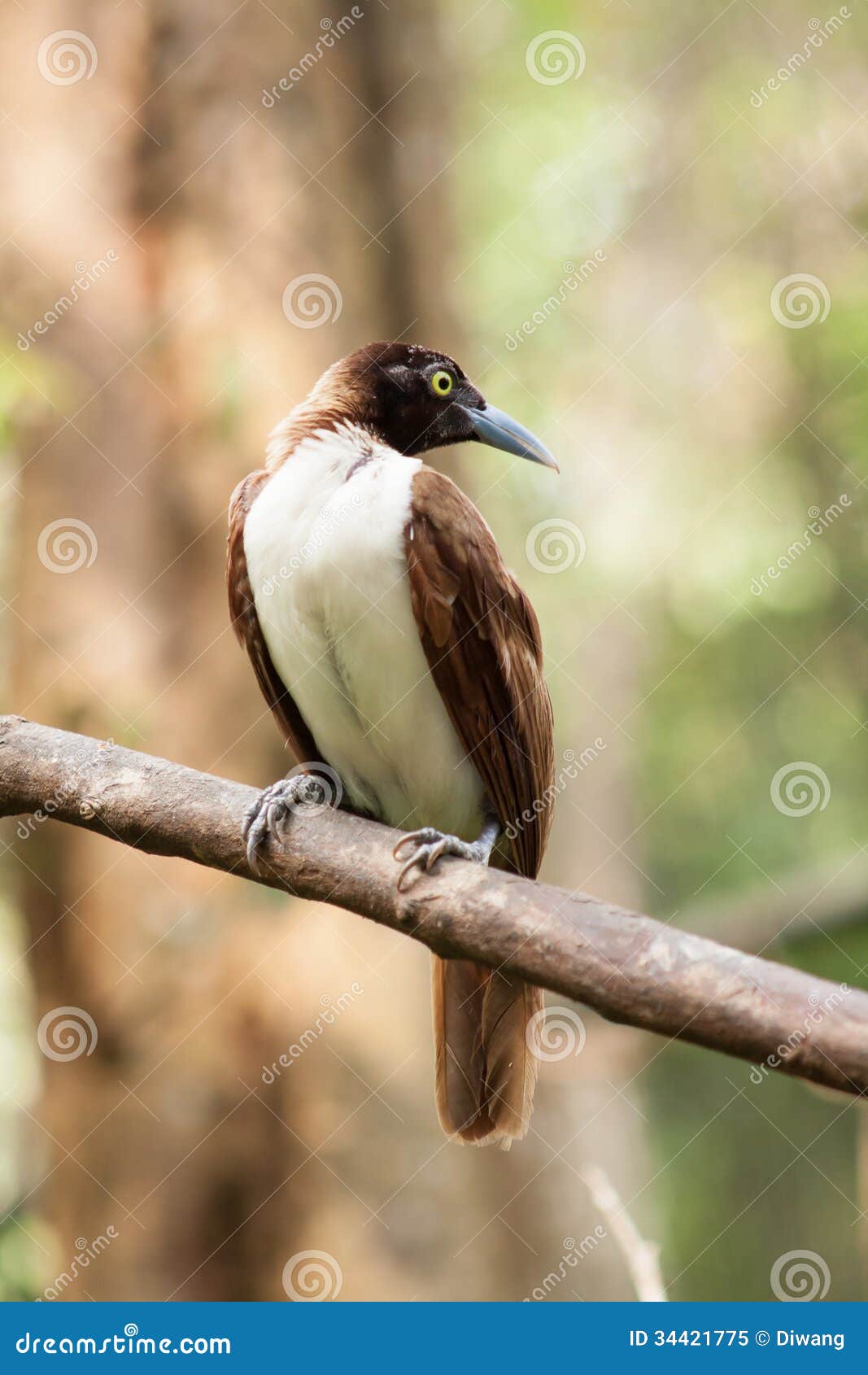 Paradisaea Bird stock image. Image of catch, beautiful - 34421775