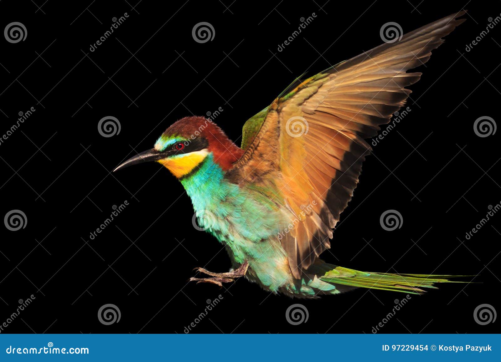 Paradise Bird in Flight is Isolated on Black Stock Photo - Image of ...