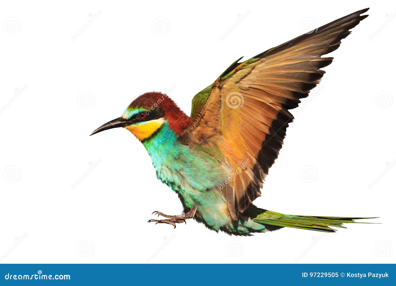 Paradise Bird in Flight is Isolated on White Stock Image - Image of ...