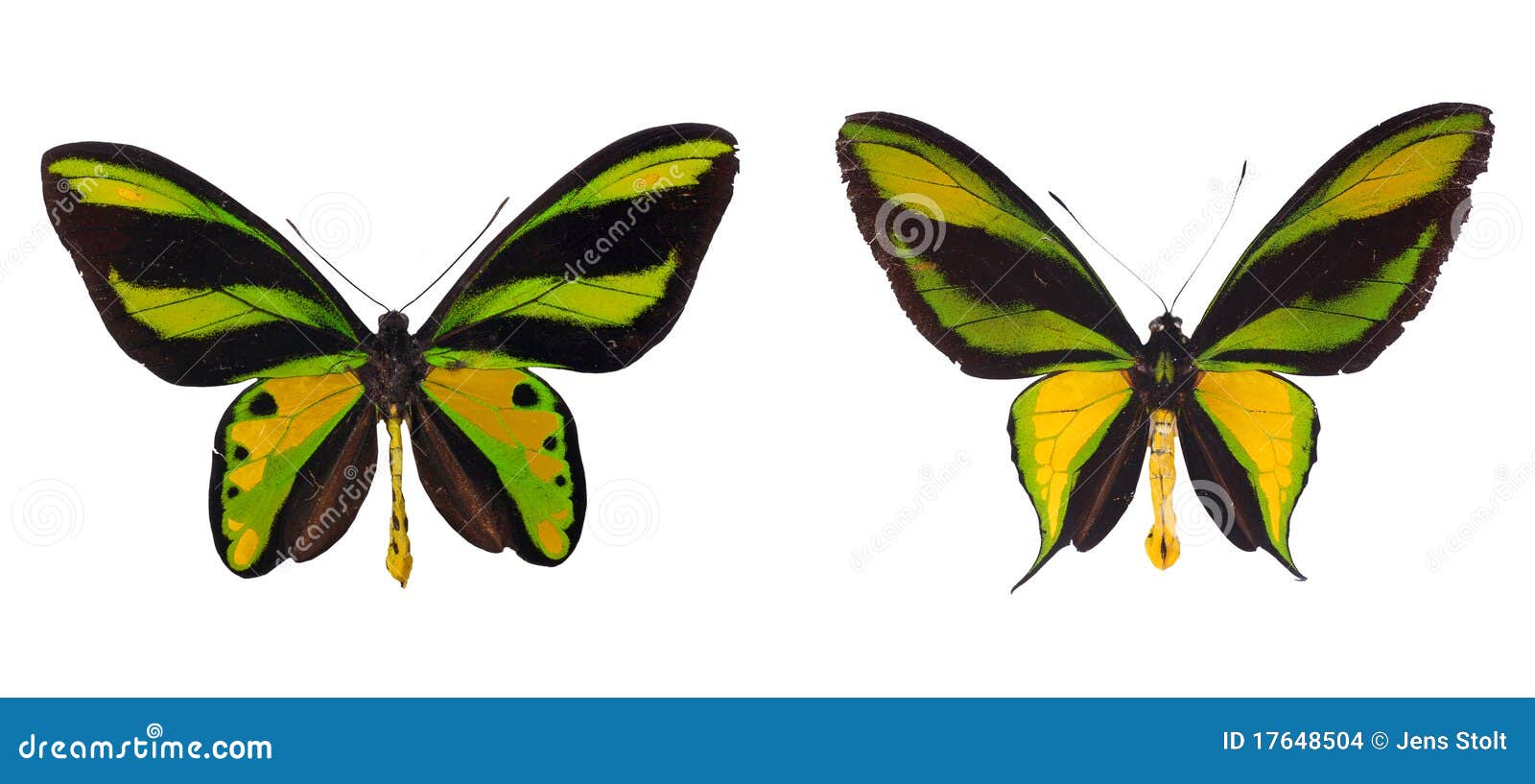 Birdwing Swallowtails Photos - Free & Royalty-Free Stock Photos from ...