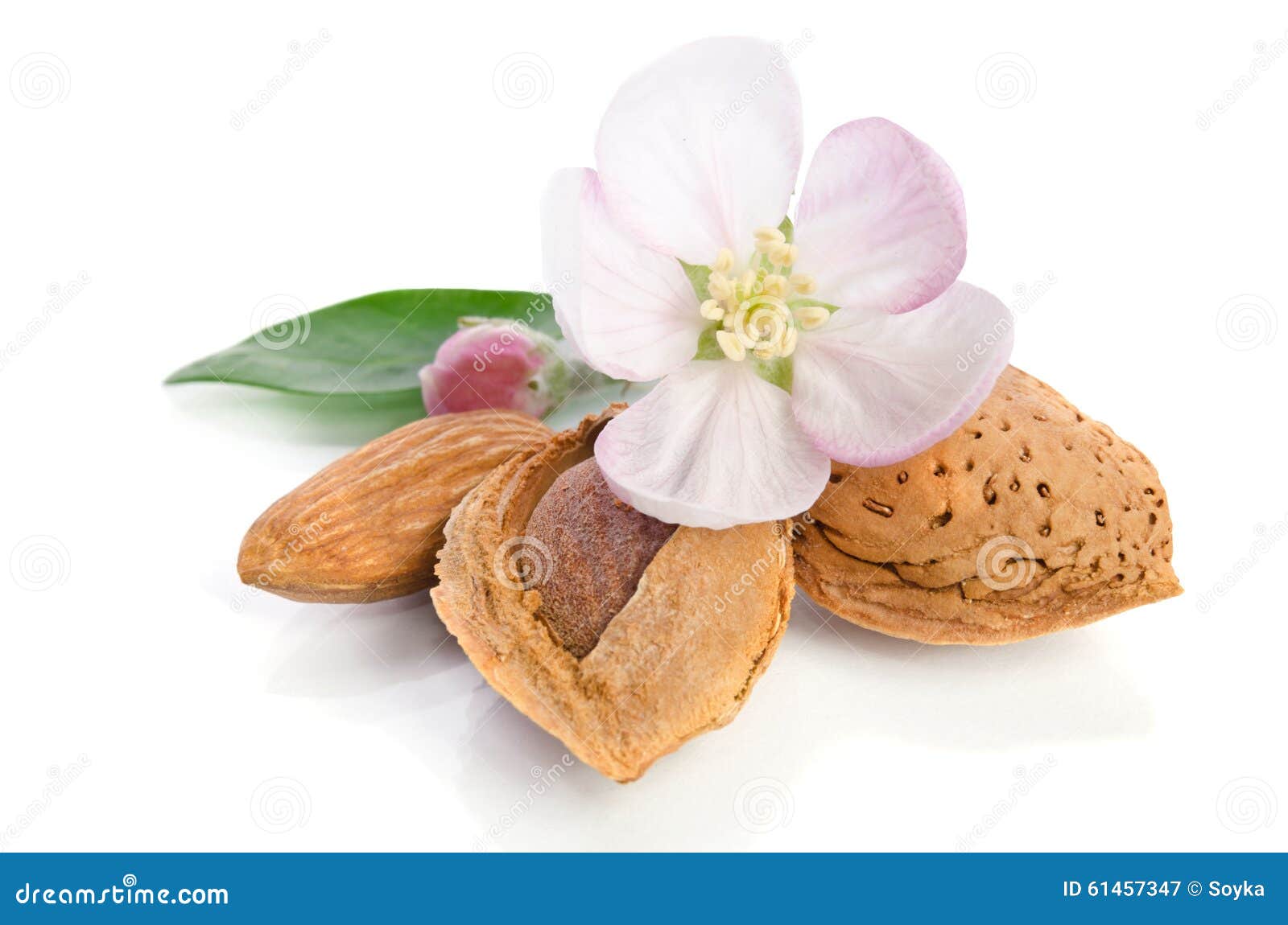 Paradise Flower with Almond Nuts Stock Image - Image of almond ...