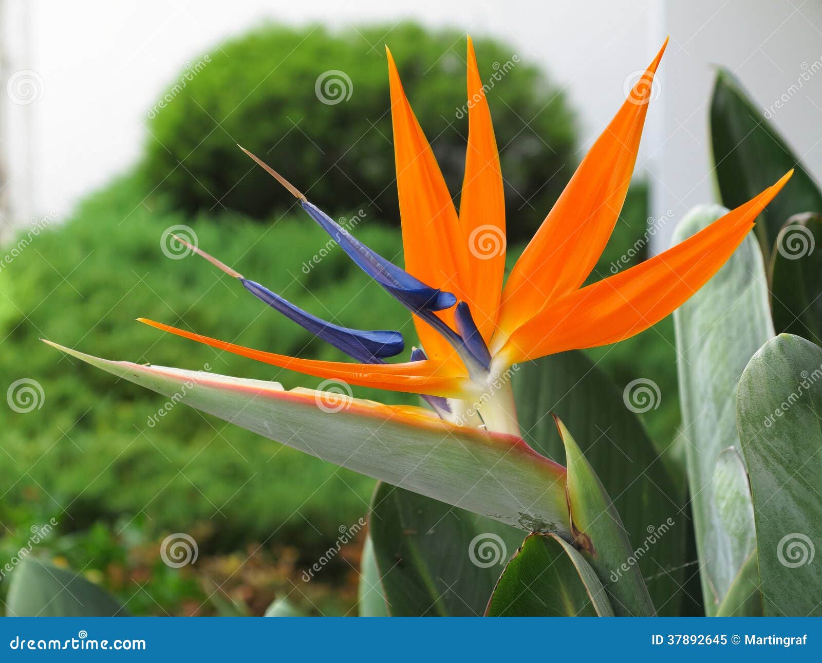 Paradise Flower Strelitzia Orange Bloom Close-up Stock Image - Image of ...