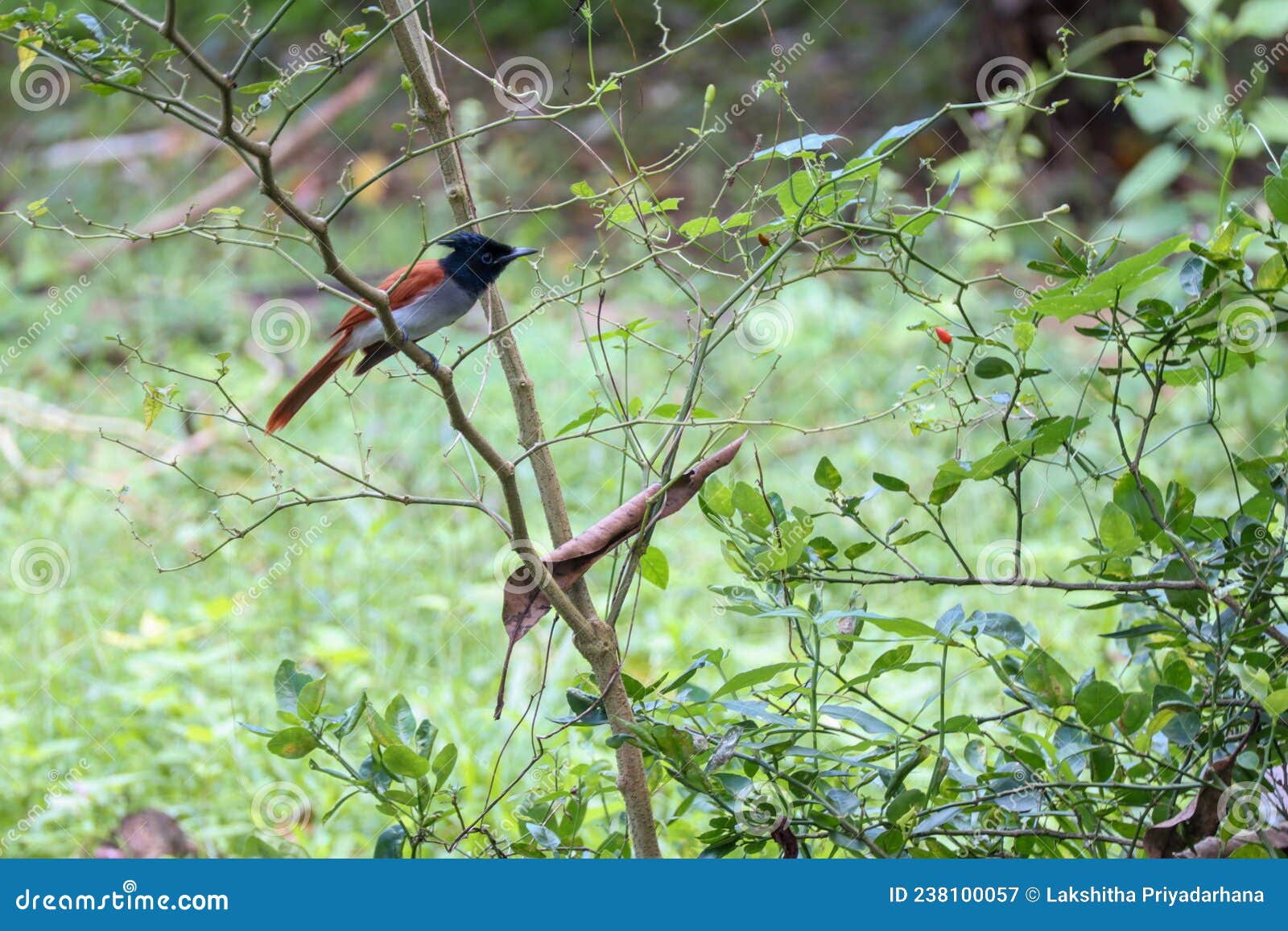 Paradise Fly Catcher Bird on the Chilli Tree Stock Image - Image of ...