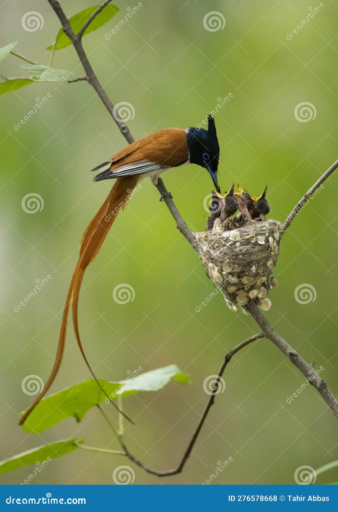 Paradise Fly Catcher Feeding Chicks in Nest Stock Photo - Image of ...