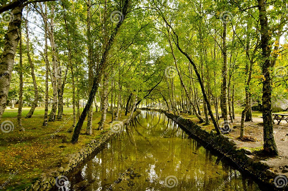 Paradise forest stock photo. Image of nature, swamp, landscape - 27387056