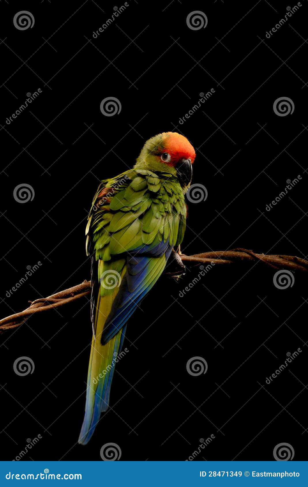 Paradise Gold Capped Conure Stock Image - Image of full, black: 28471349