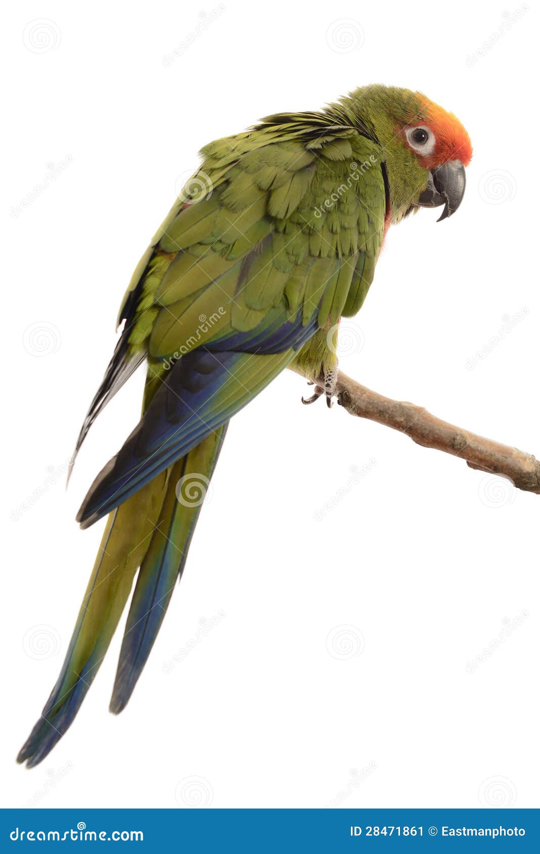Paradise Gold Capped Conure Stock Image - Image of standing ...