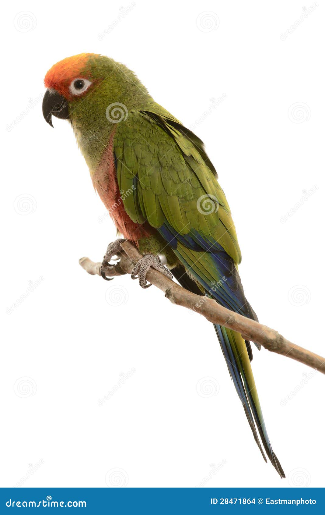 Paradise Gold Capped Conure Stock Photos - Free & Royalty-Free Stock ...