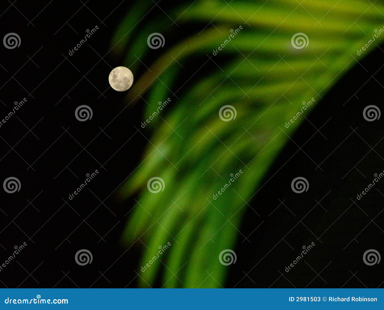 Paradise Moon stock image. Image of resort, relax, fern - 2981503 Paradise Moon stock image. Image of resort, relax, fern - 2981503