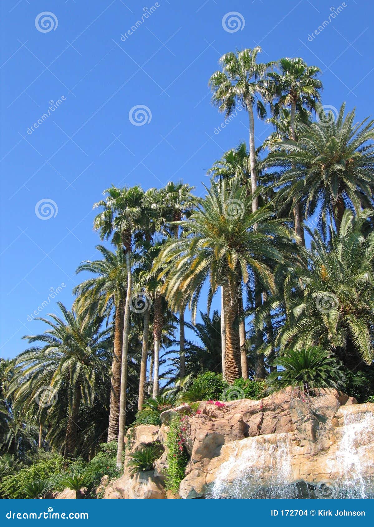 Paradise Palm Trees & Waterfall Stock Photo - Image of gulf, vegas: 172704