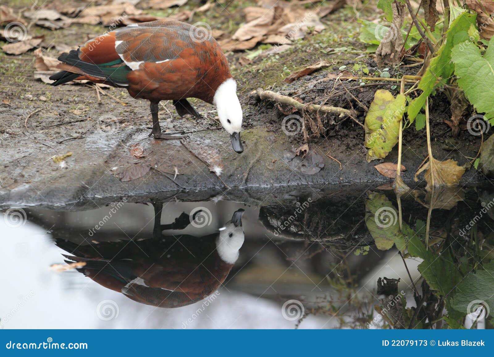 Paradise shelduck stock image. Image of duck, female - 22079173