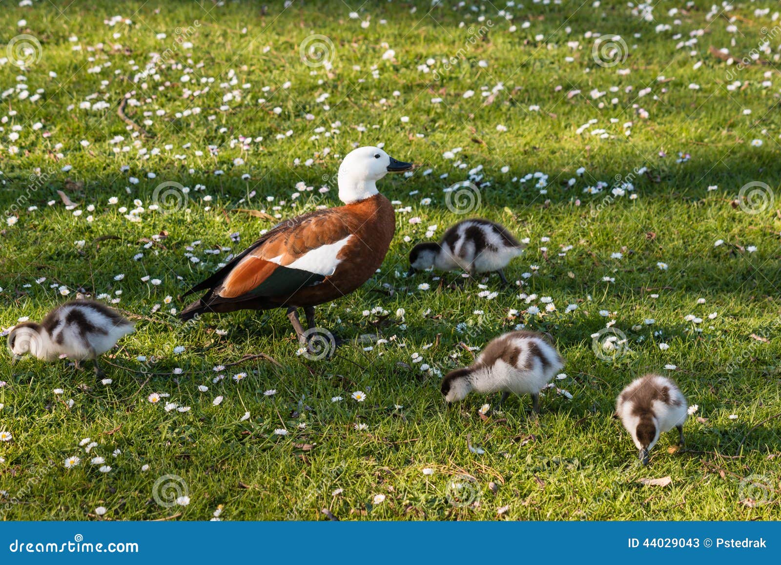 Paradise Shelduck with Ducklings Stock Image - Image of poultry, cute ...
