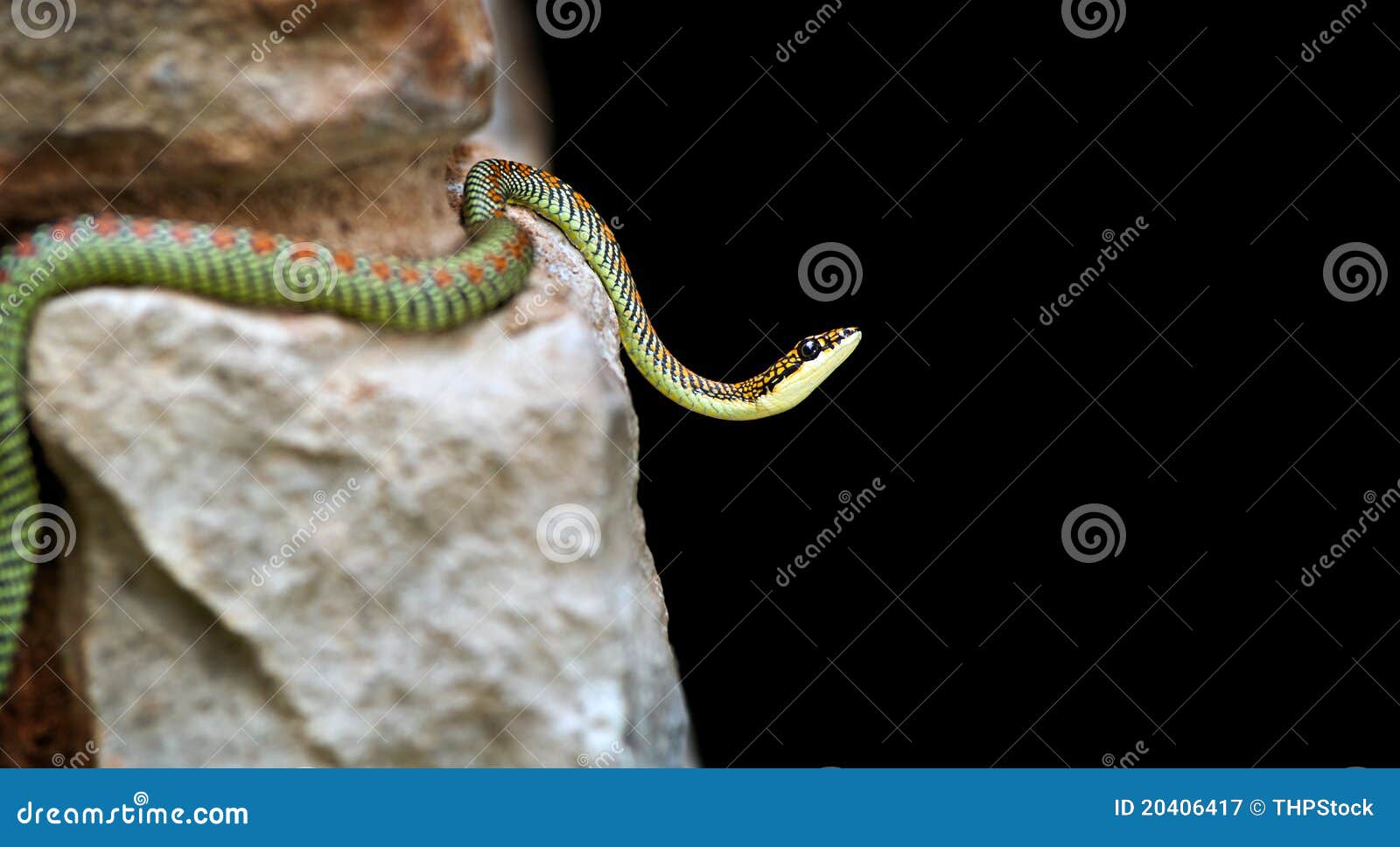 Paradise Snake stock image. Image of coil, grey, malaysia - 20406417