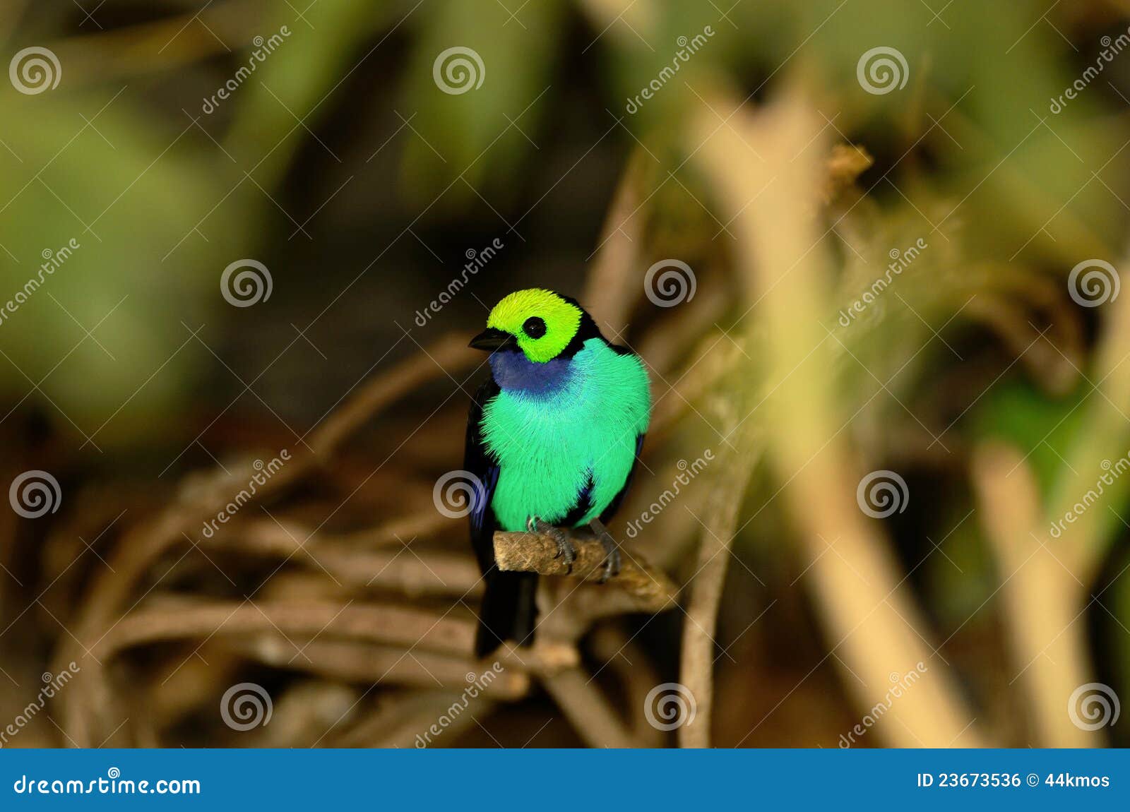 Paradise Tanager stock photo. Image of birding, creature - 23673536