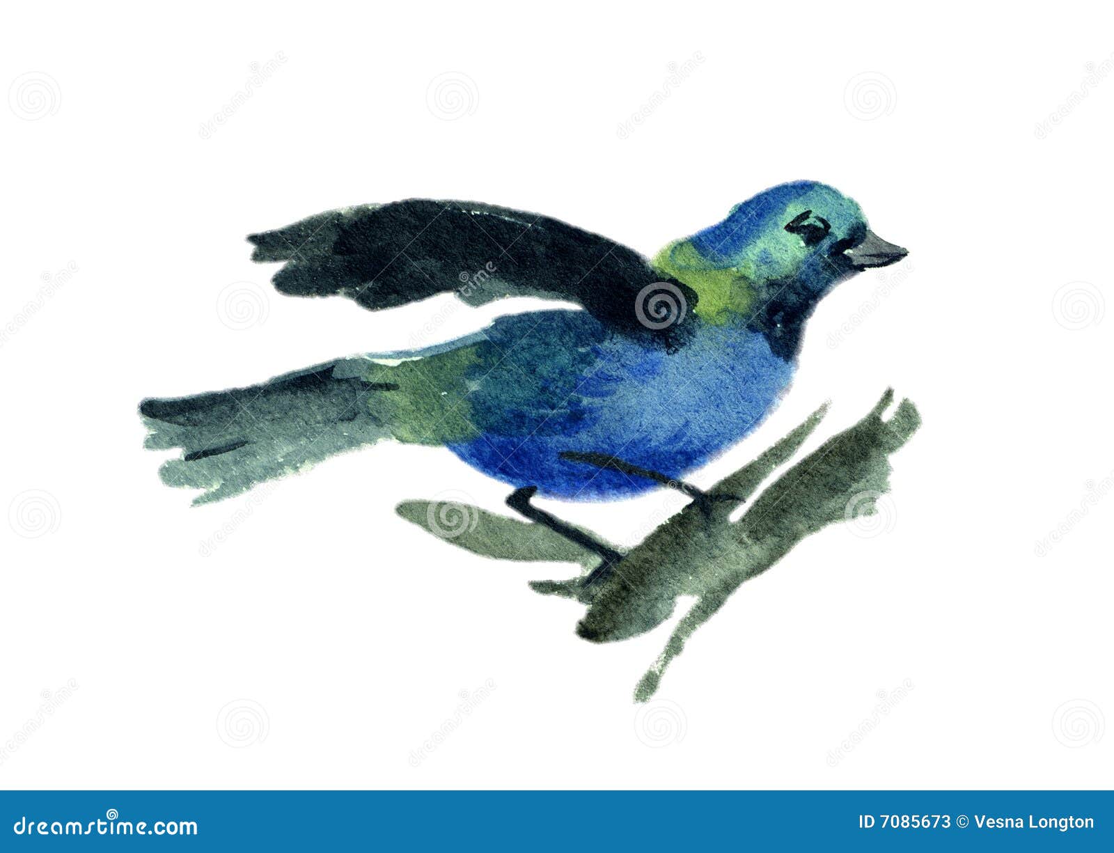Paradise Tanager stock illustration. Illustration of tropical - 7085673