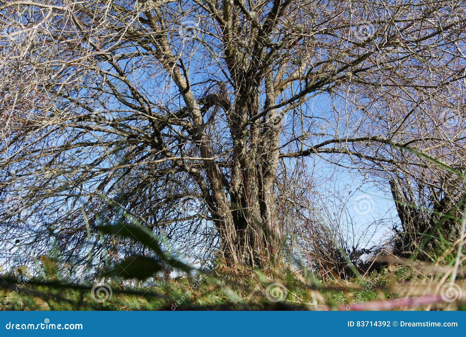 Paradise Tree in Oregon stock photo. Image of bowl, mthood - 83714392