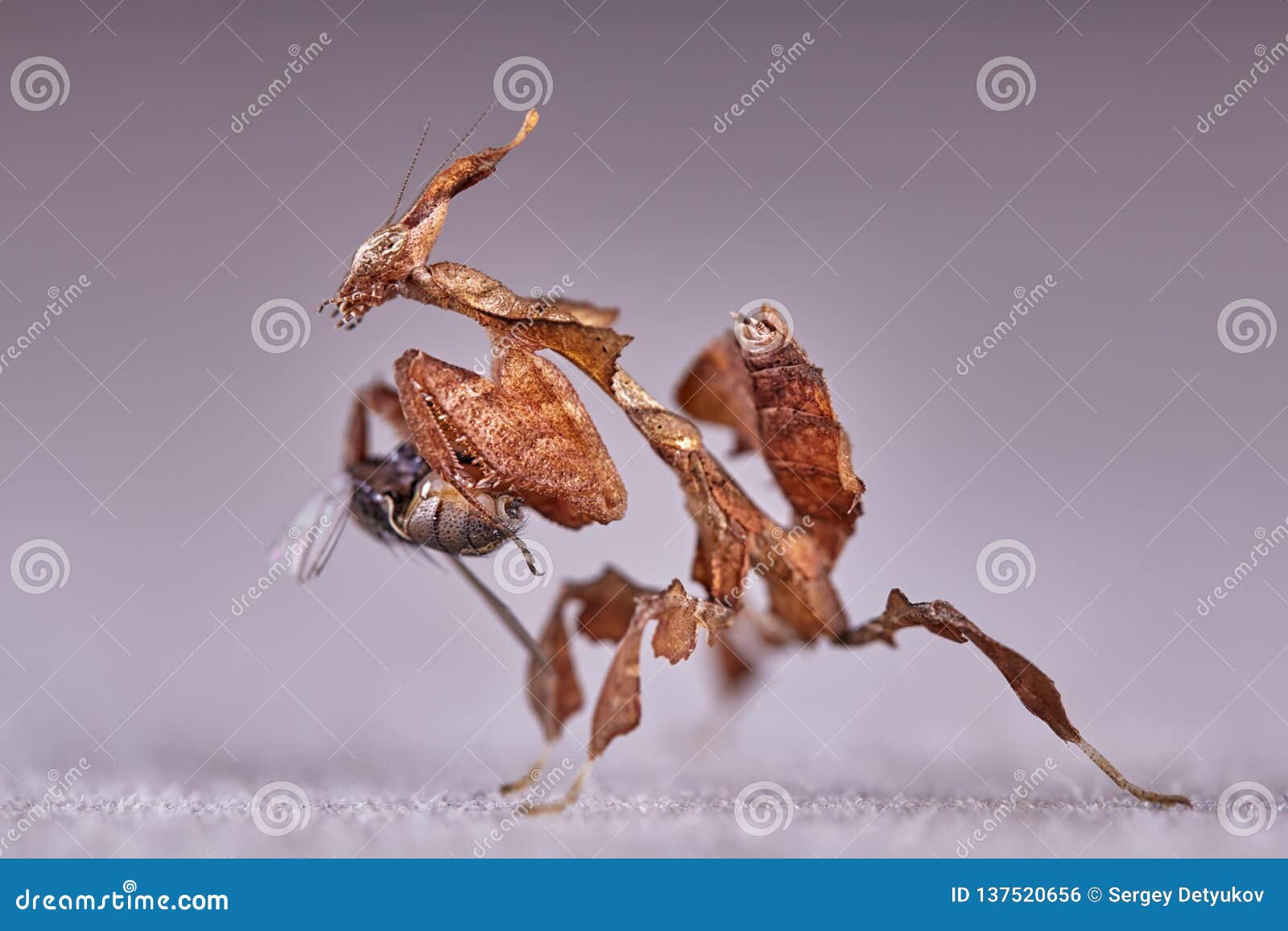 Paradoxa De Phyllocrania Da Louva-a-deus De Ghost Foto de Stock ...