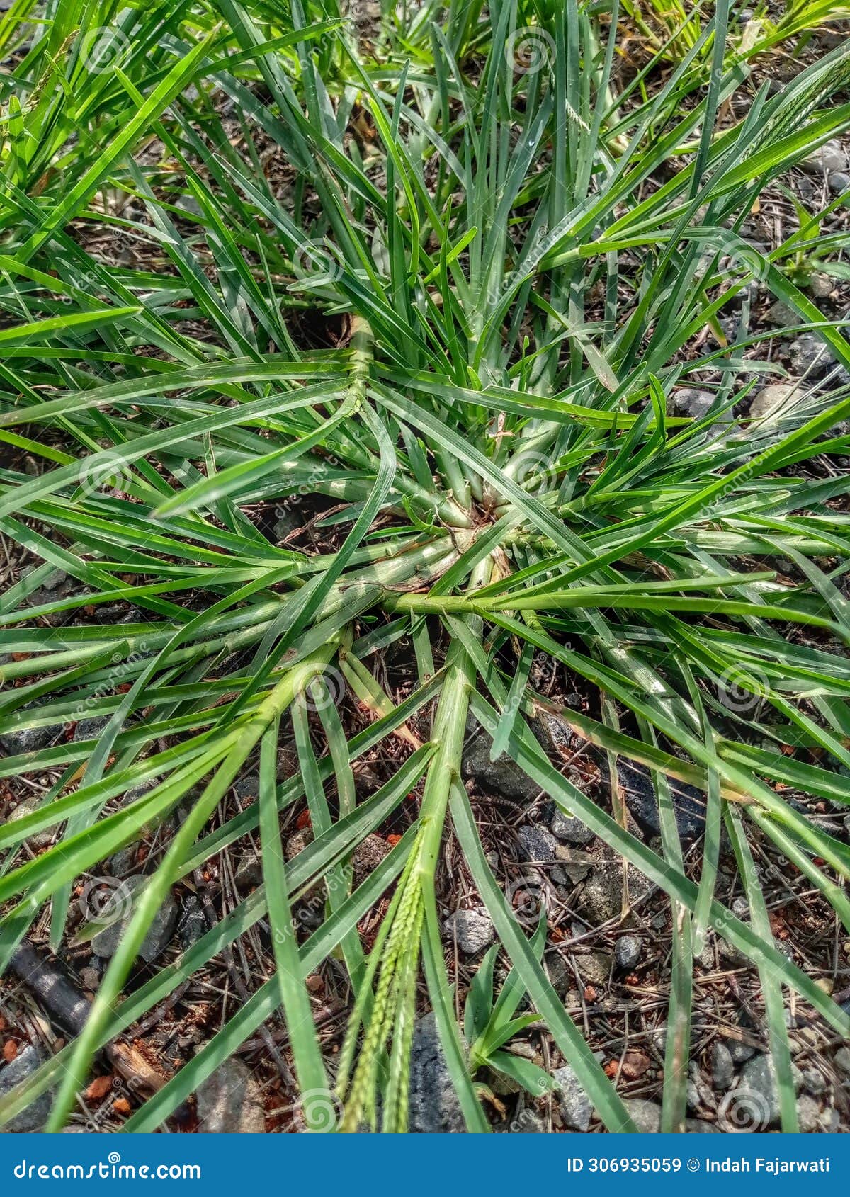 Paragis Herbal Medicinal Wild Grass or Goose Grass Stock Image - Image ...