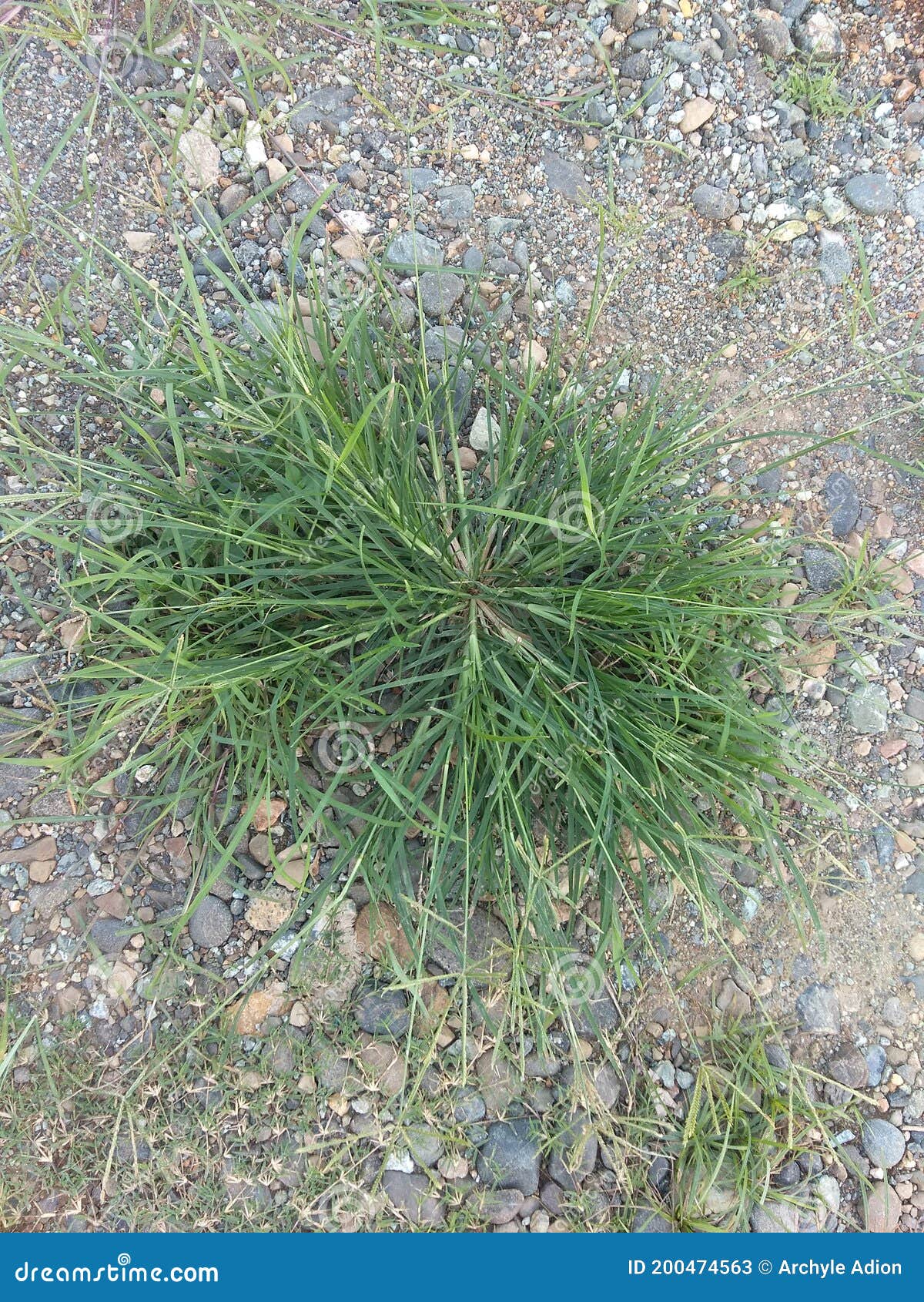 Paragis medicinal plants stock image. Image of medicinal - 200474563