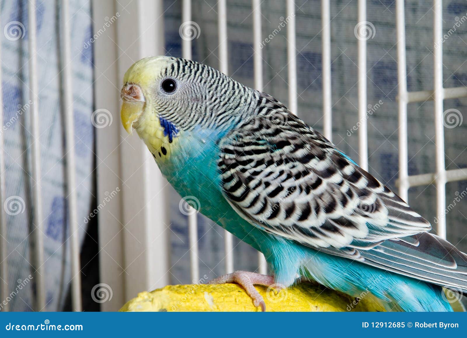 Parakeet stock image. Image of domestic, wing, bird, parakeets - 12912685