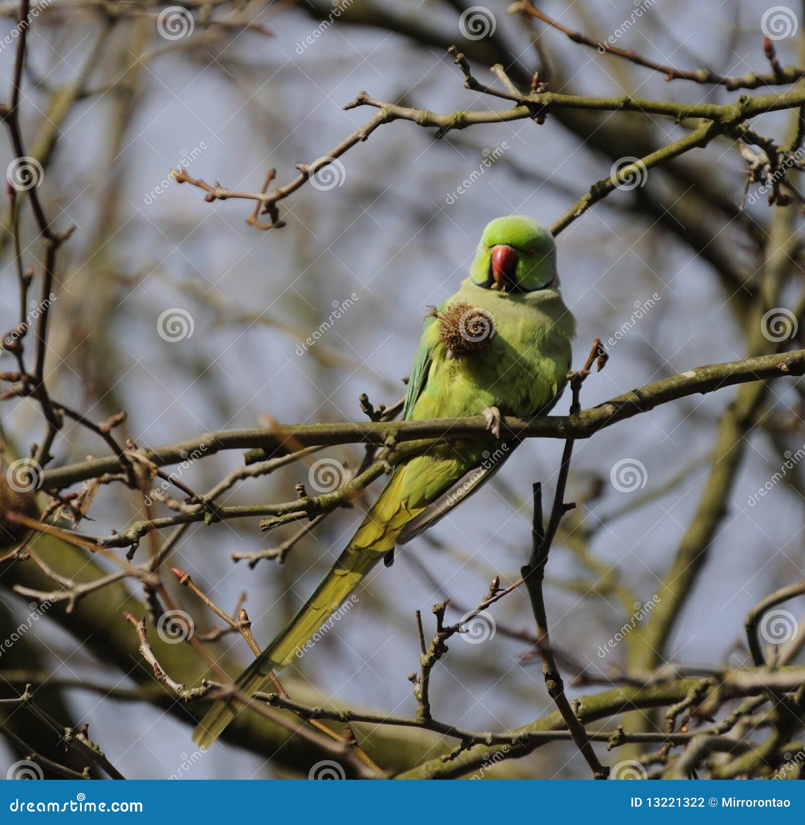 Parakeet stock photo. Image of feral, nature, europe - 13221322