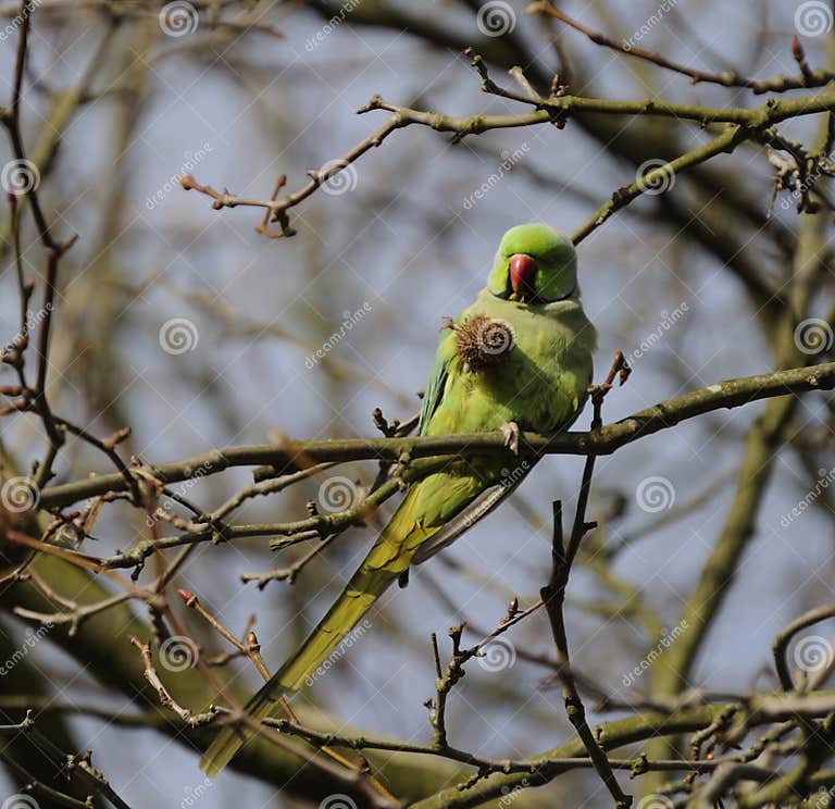 Parakeet stock photo. Image of feral, nature, europe - 13221322