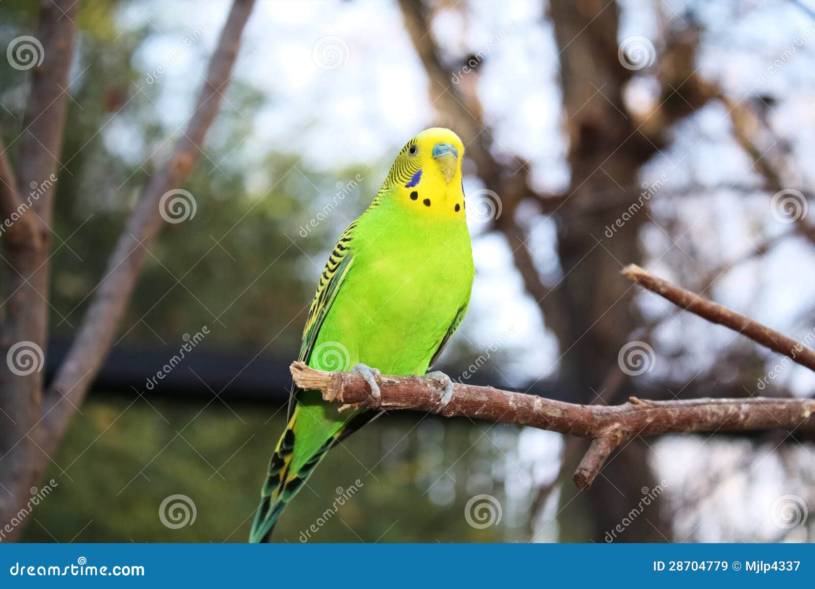 Parakeet stock image. Image of beak, beautiful, nature - 28704779