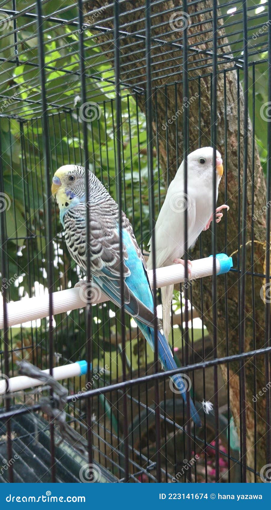 Budgie bird stock photo. Image of parkeet, couple, parkit - 223141674