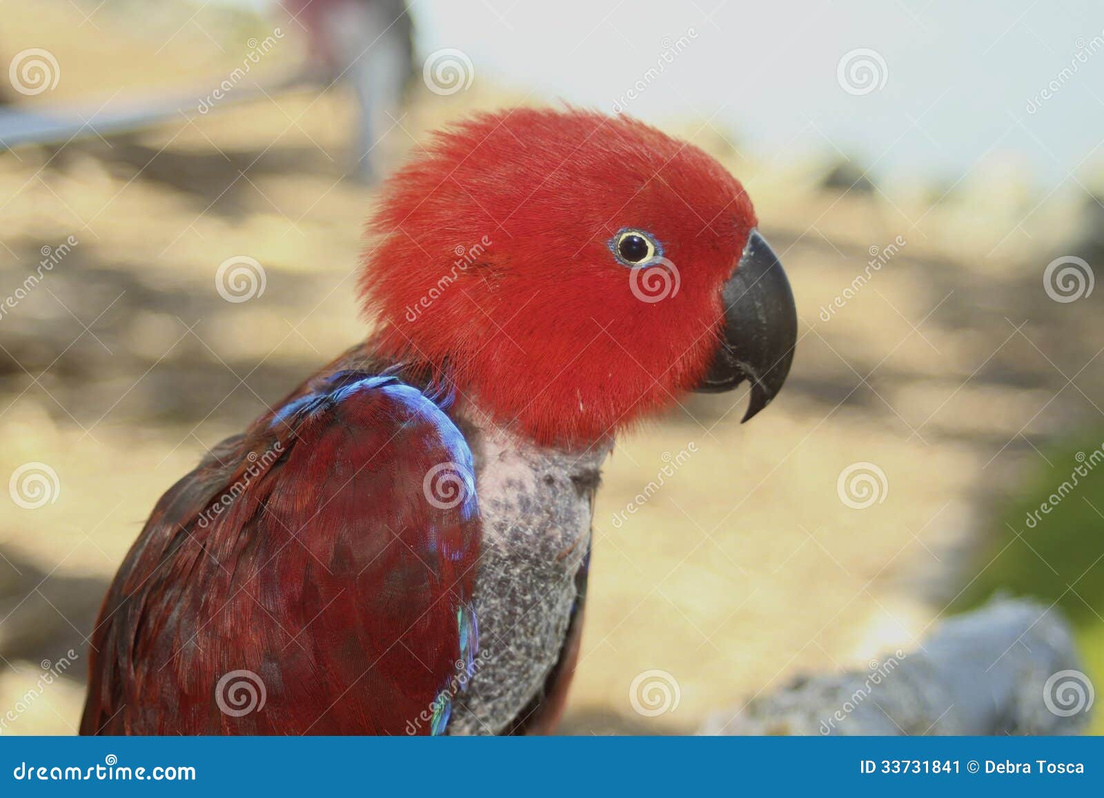Parakeet Bird Side View Red and White Stock Image - Image of perch ...