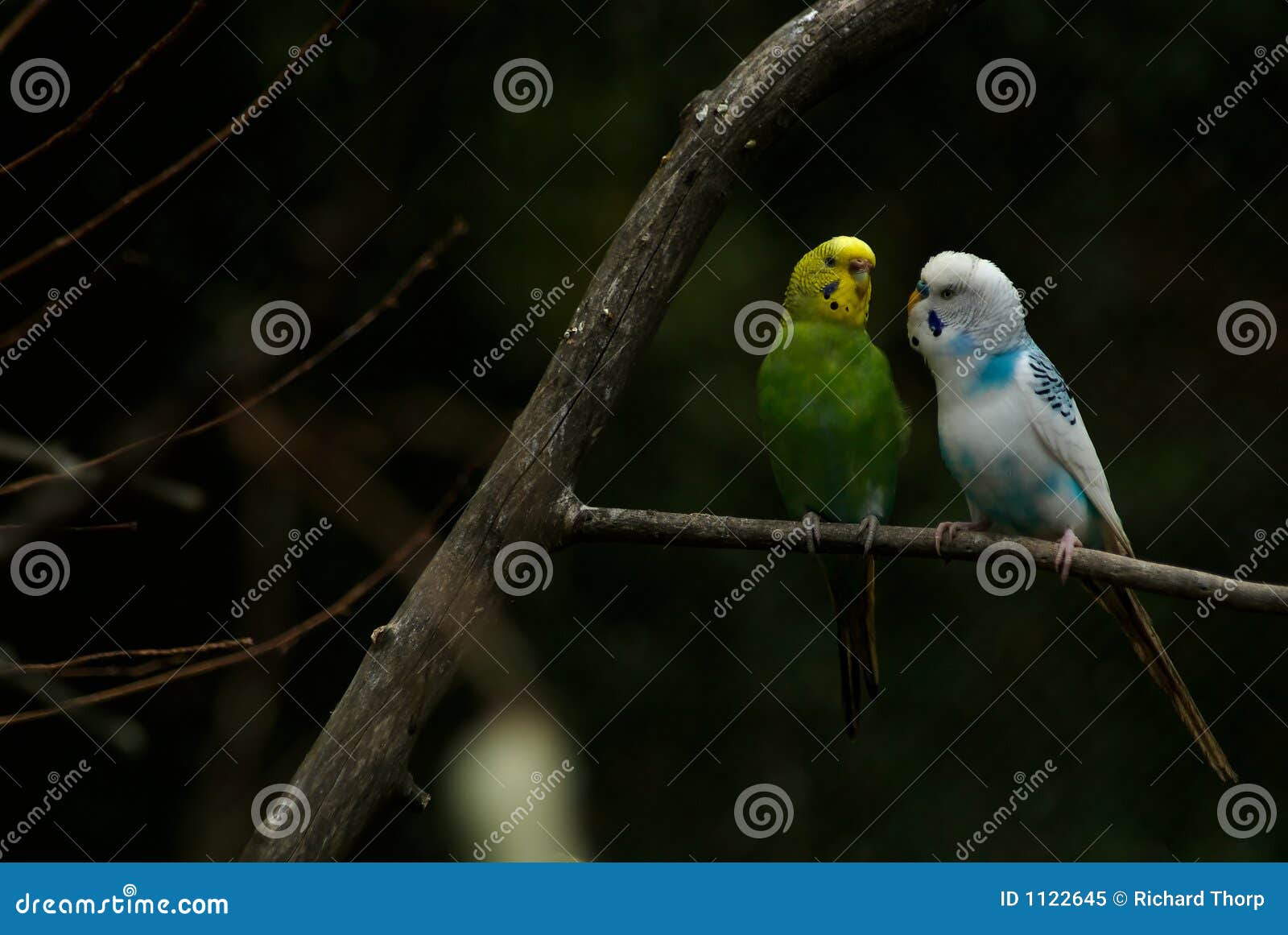 Parakeet Birds in Conversation Stock Image - Image of chat, talk: 1122645