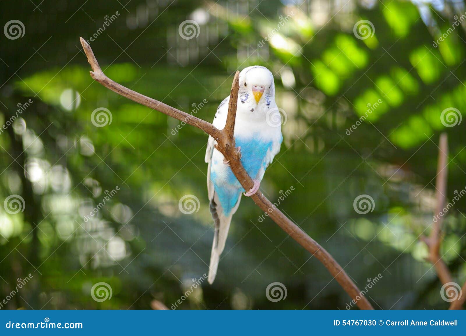 Parakeet stock photo. Image of eats, perched, small, seeds - 54767030