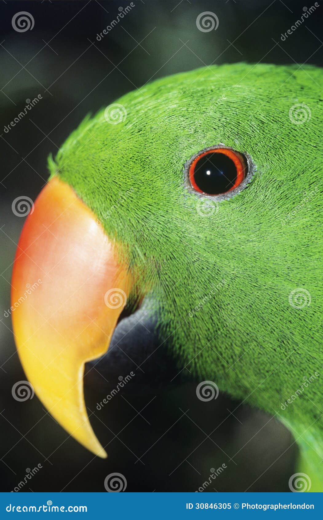 Parakeet close-up of head stock image. Image of foreground - 30846305