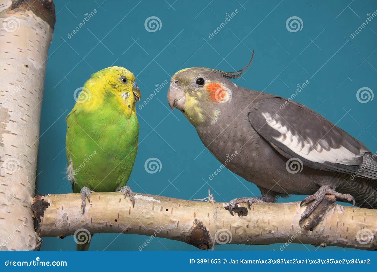 Parakeet And Cockatiel Stock Image Image Of Exotic Color 3891653