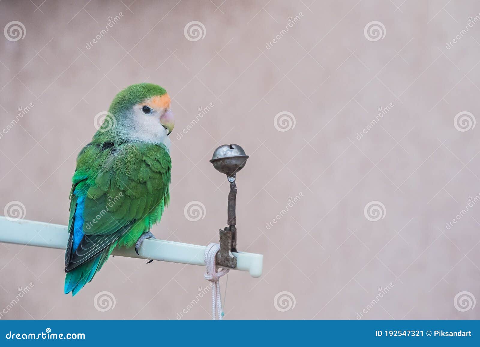 Parakeet with Colorful Feathers on Its Perch Stock Image - Image of ...
