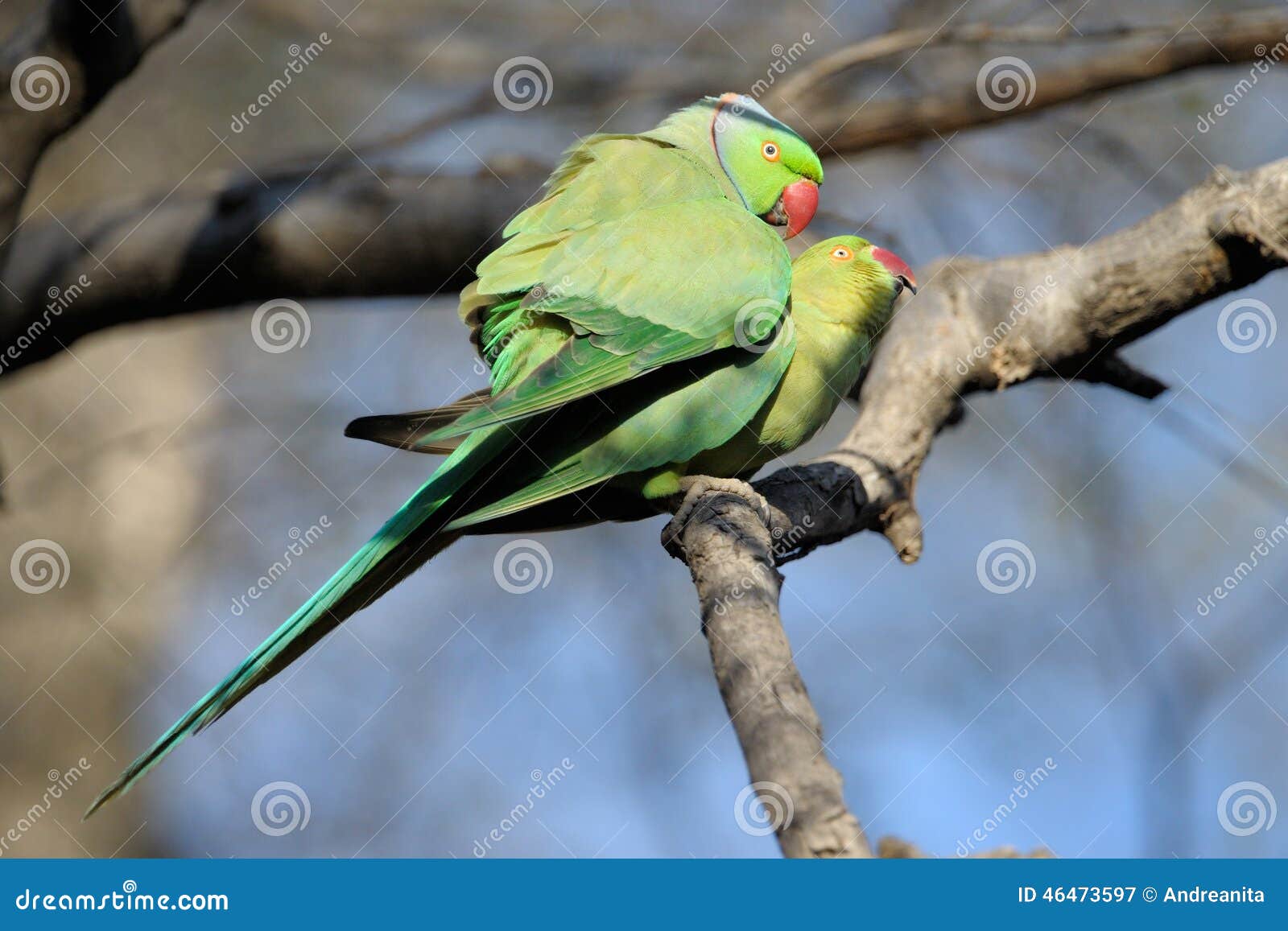 Parakeet couple mating. stock image. Image of national - 46473597