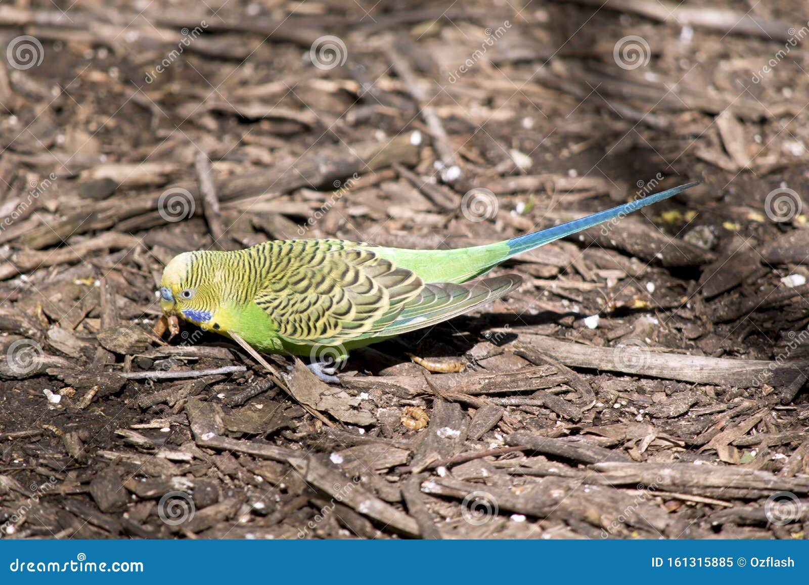 This is a Parakeet Eating a Grub Stock Image - Image of budgie ...