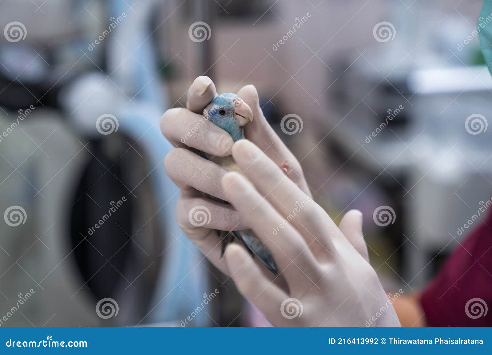 Parakeet are Exotic Pets. Parakeet Forpus are in the Veterinary ...