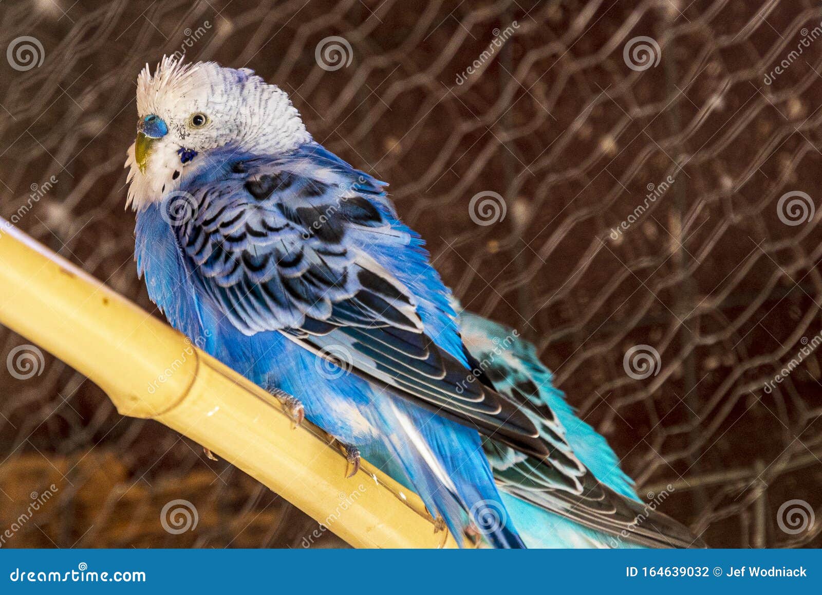 Parakeet on a Farm at Samaipata Stock Photo - Image of cute, blue ...