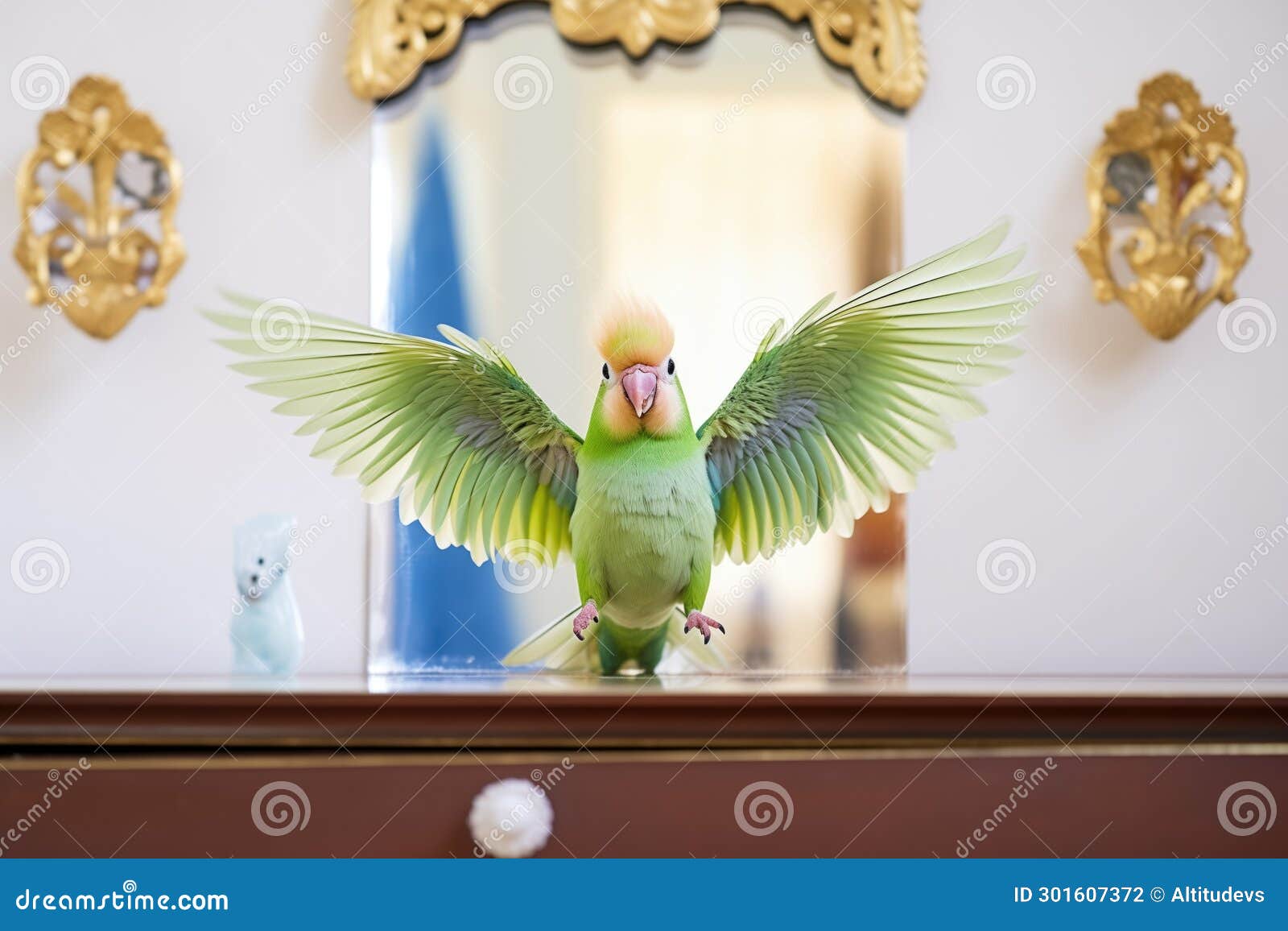 Parakeet Flapping Wings in Front of Wall-mounted Mirror Stock Photo ...