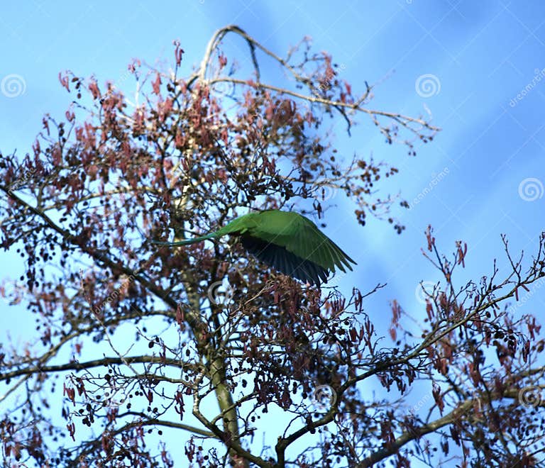 Parakeet in flight stock image. Image of krameri, nature - 304658747