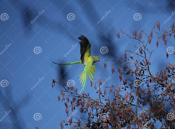 Parakeet in flight stock photo. Image of birds, naturephotography ...