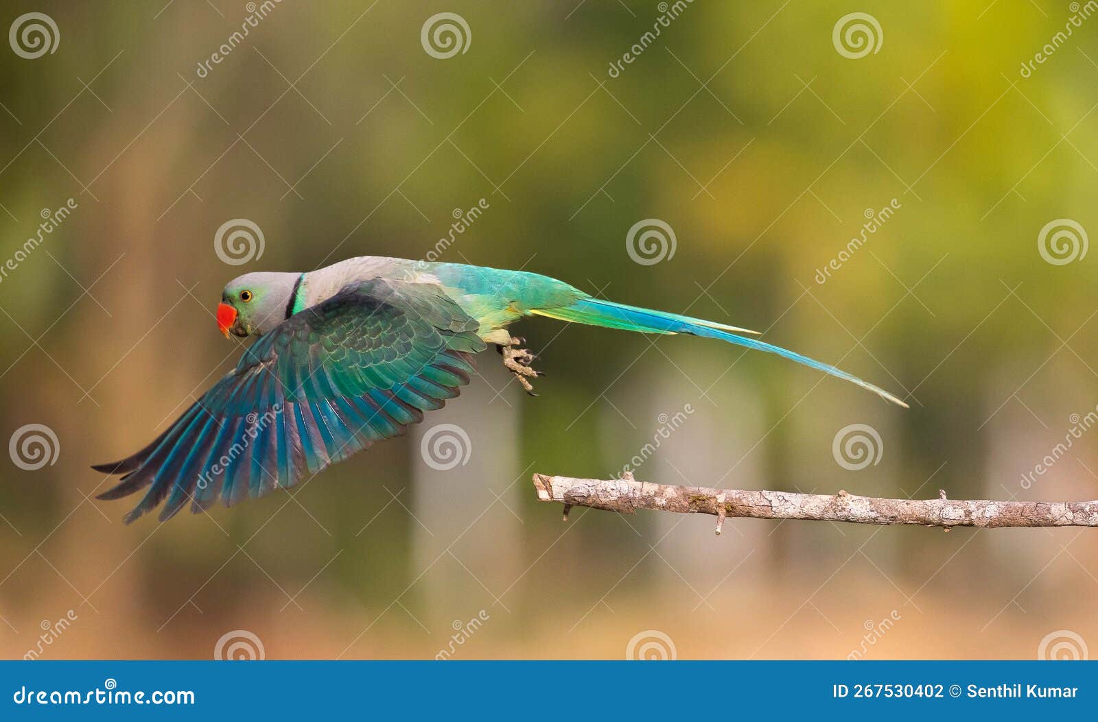 Parakeet Flight from a Perch Shot in India Stock Photo - Image of ...