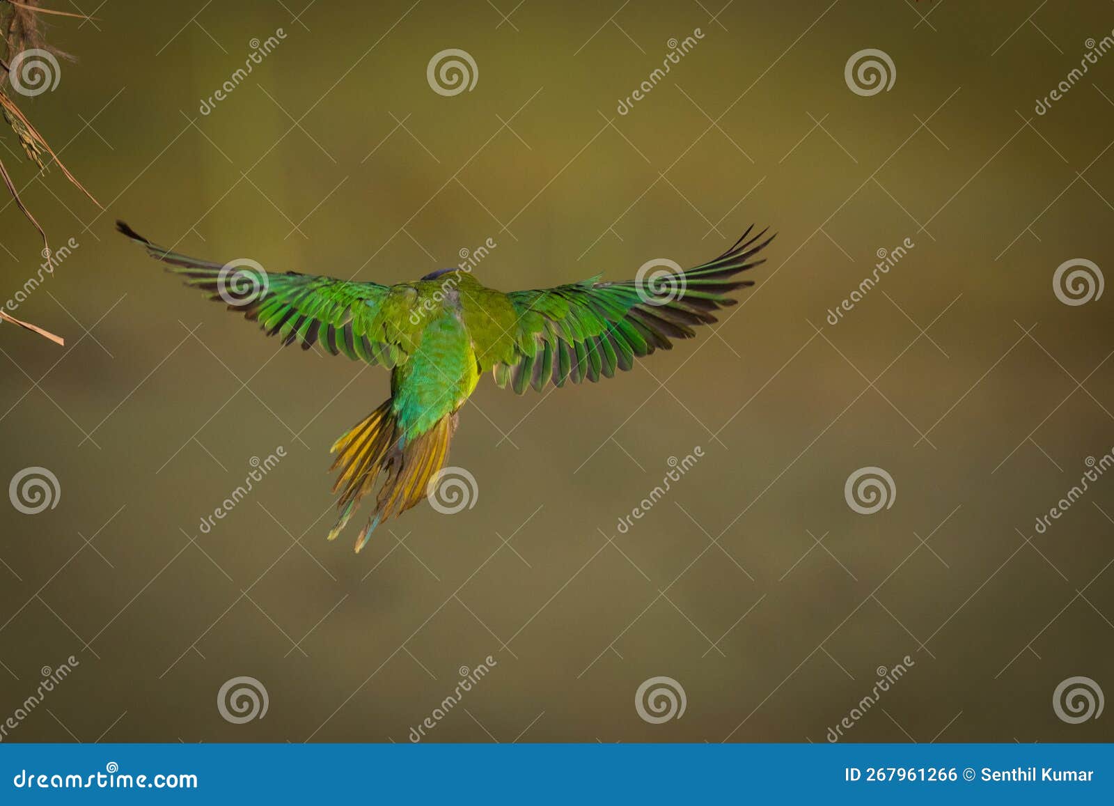 Parakeet Flight Showing Its Back is so Beautiful Stock Photo - Image of ...