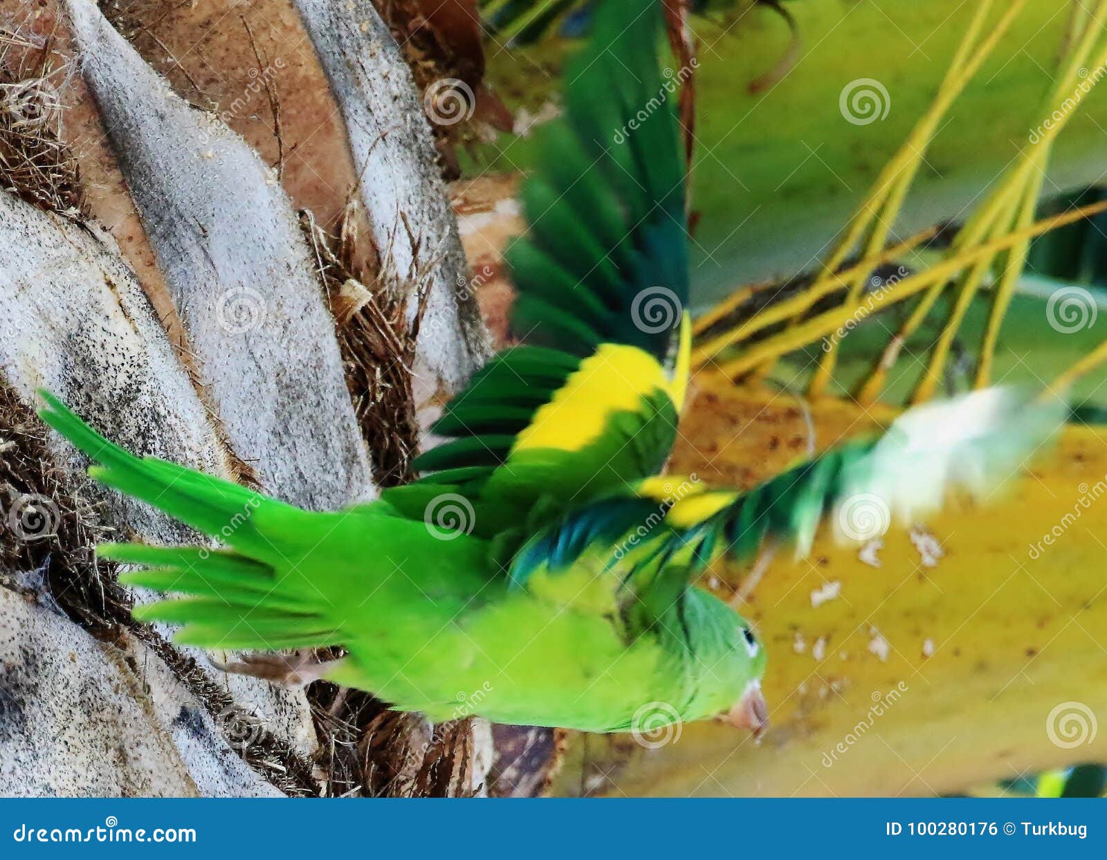 Parakeet in flight stock photo. Image of branch, bird - 100280176