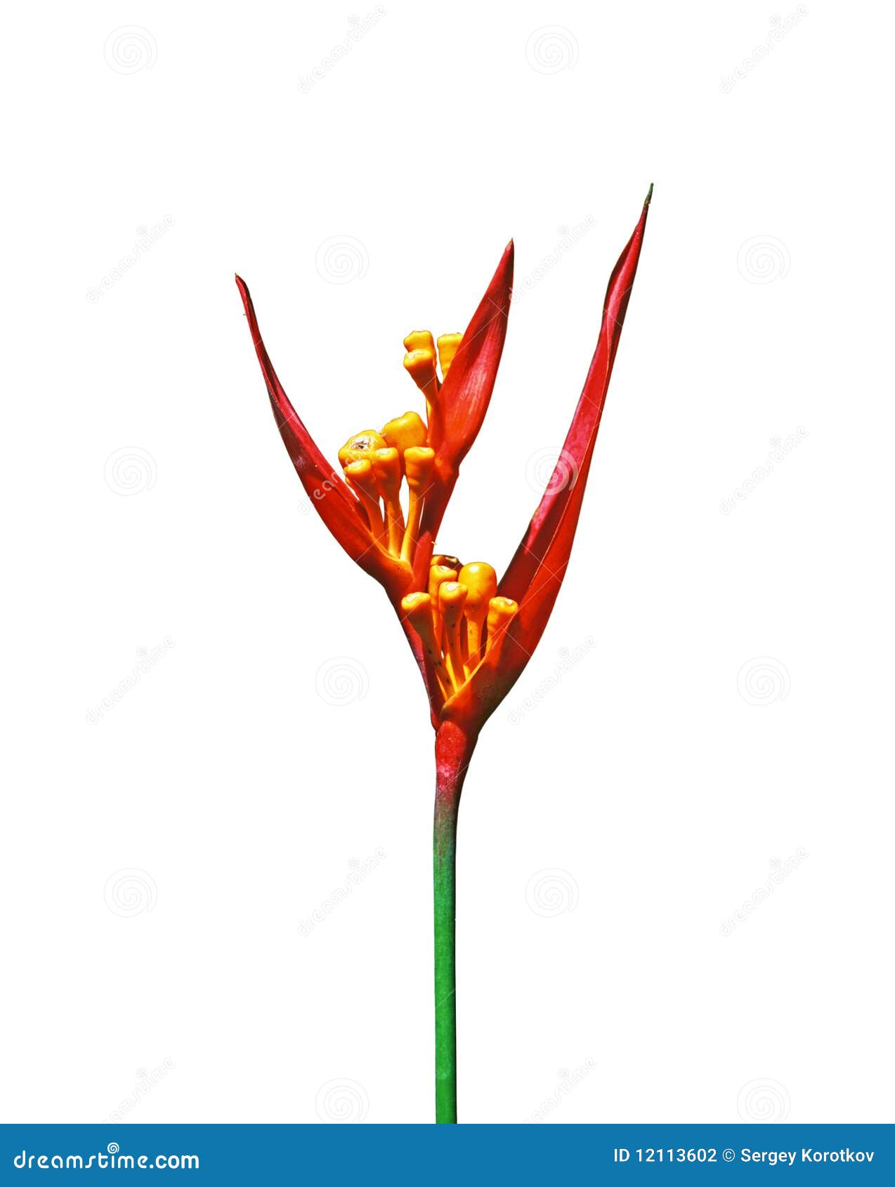 Parakeet Flower, Heliconia Psittacorum Stock Photography ...