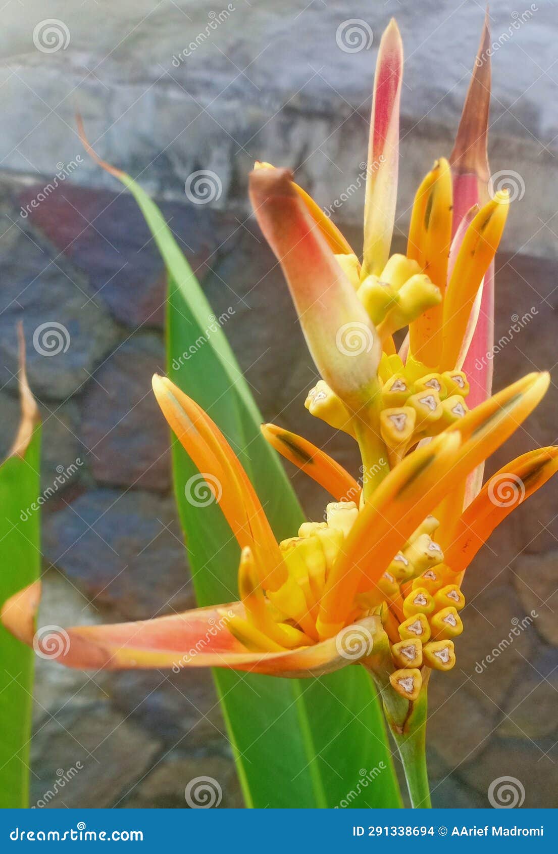 Parakeet Flower Heliconia Psittacorum Stock Photo - Image of ...