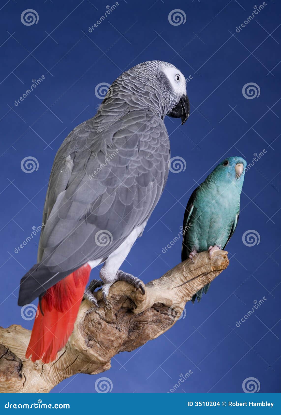 Parakeet and Grey Parrot stock photo. Image of green, feathers - 3510204