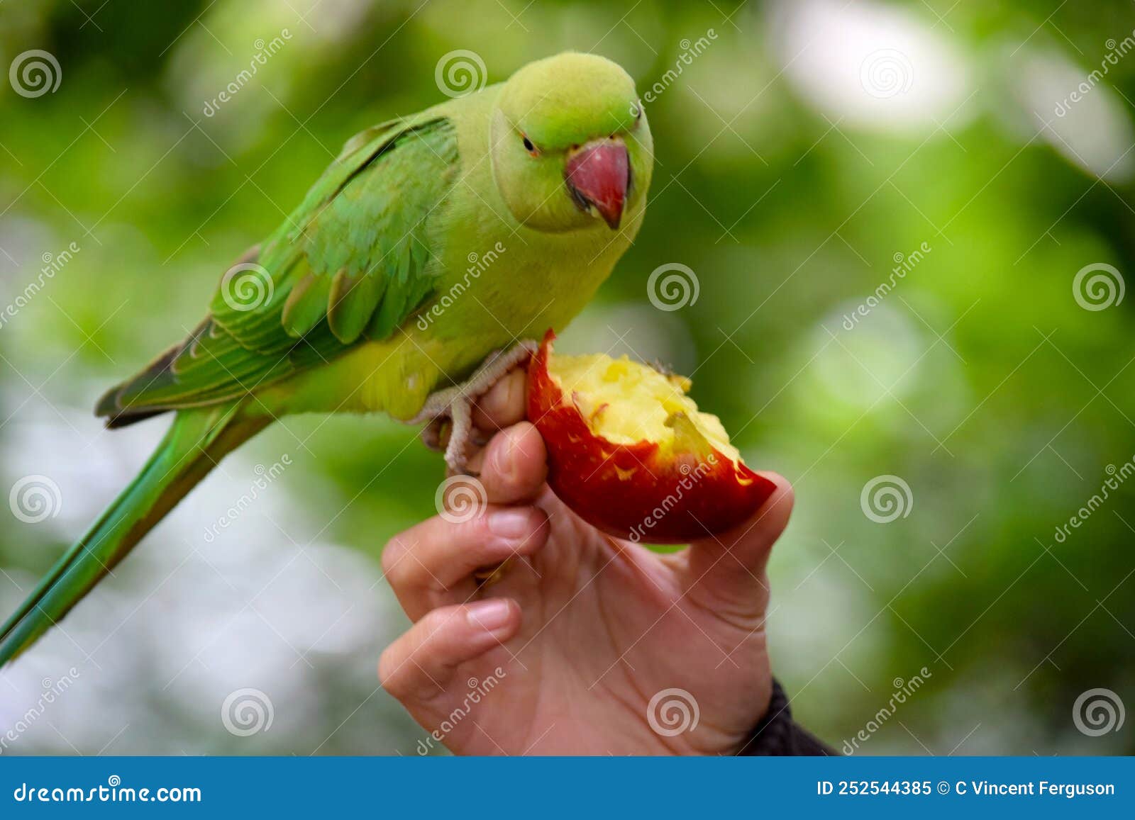 Green Parakeet in Hand 05 stock image. Image of animal - 252544385